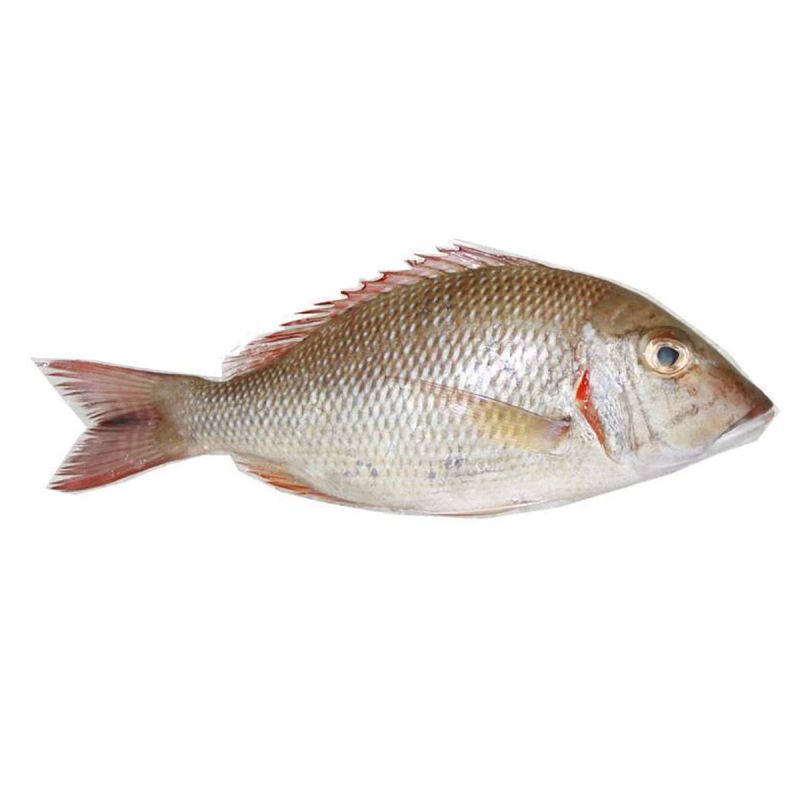 Fresh Sheri Fish Small 500 gr